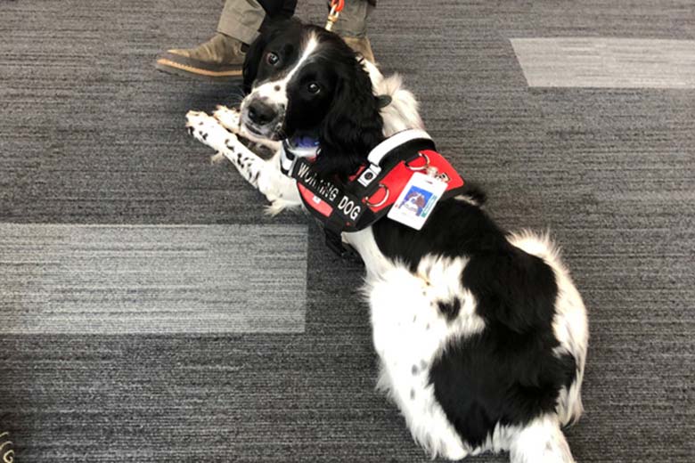 How Do Dogs Get C Diff