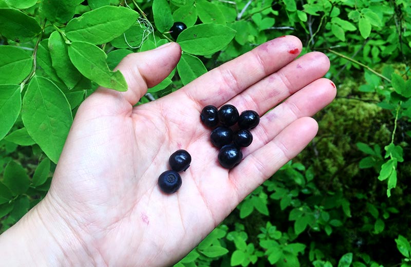 Local eating: Accessing local food in Northern BC | Stories